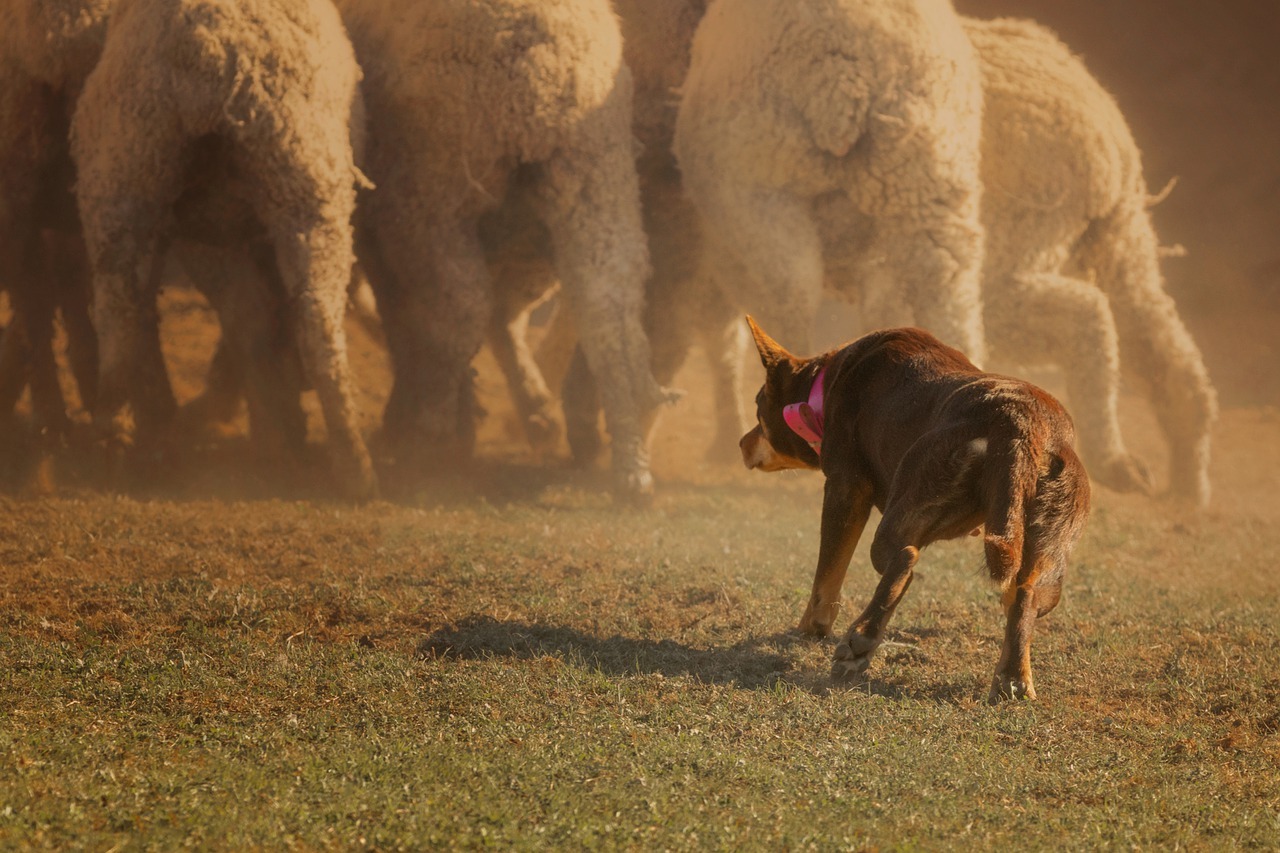Behavioral Resilience in Australian Stock Working Dogs - Functional Dog ...