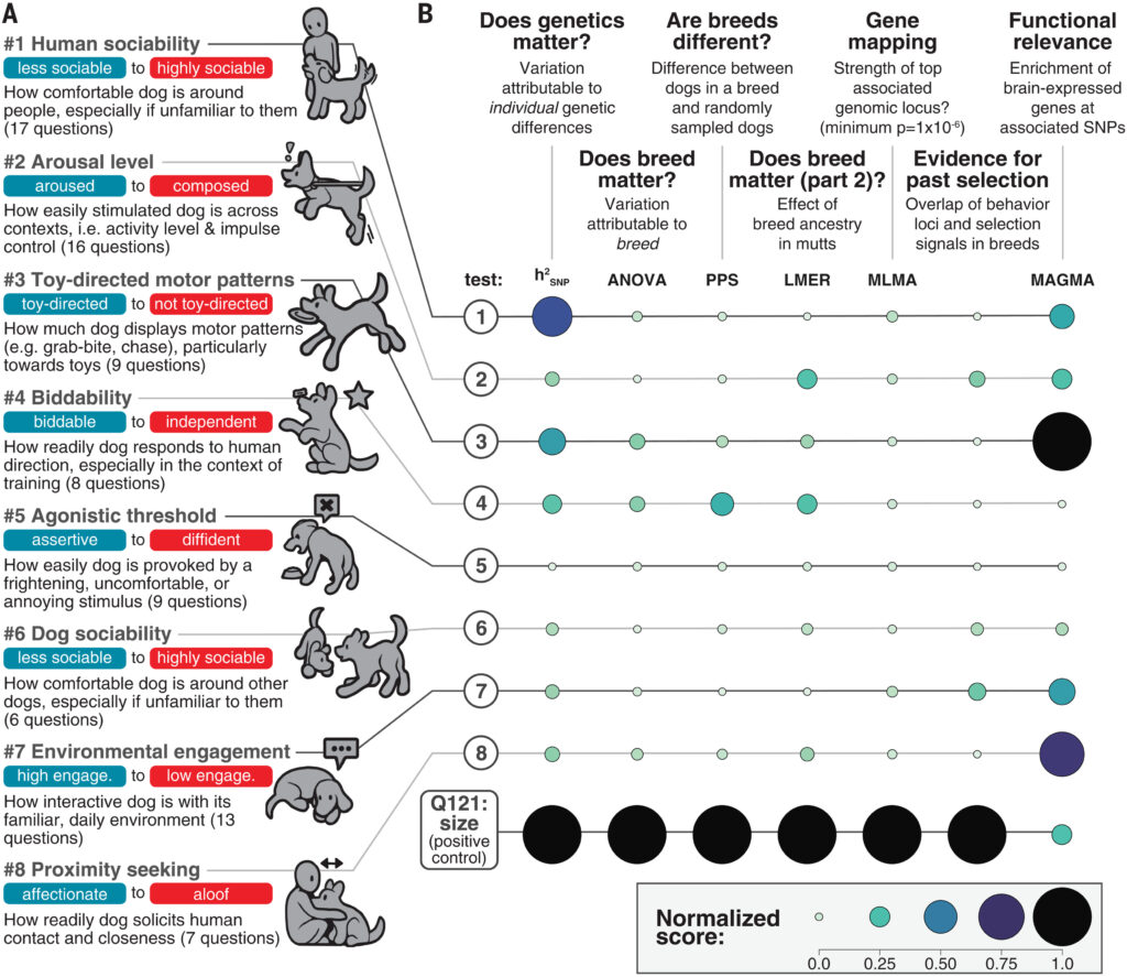 Breed, Behavior, and Mutt Genomics - Functional Dog Collaborative