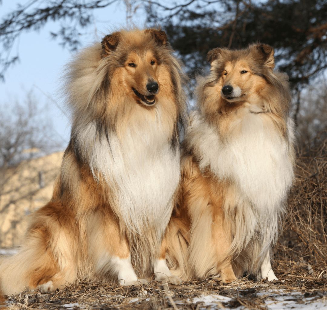 Home - Functional Dog Collaborative
