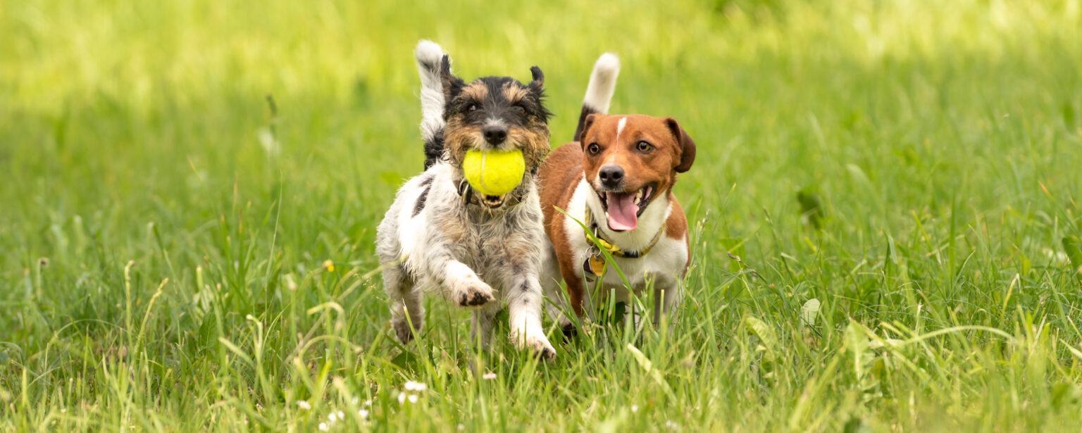 Home - Functional Dog Collaborative