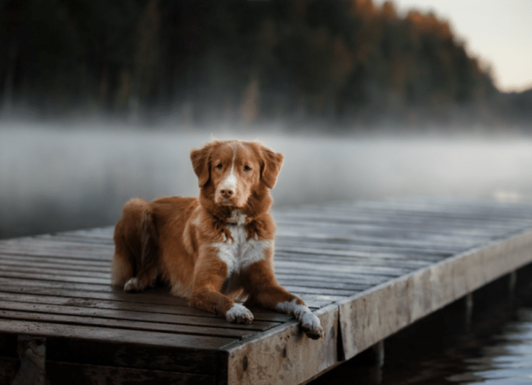 Danika Bannasch, DVM, PhD: Chondrodystrophy - Functional Dog Collaborative