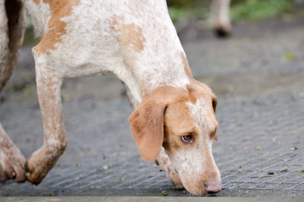 Natural Scent Detection Capabilities in Dogs and Wolves - Functional ...