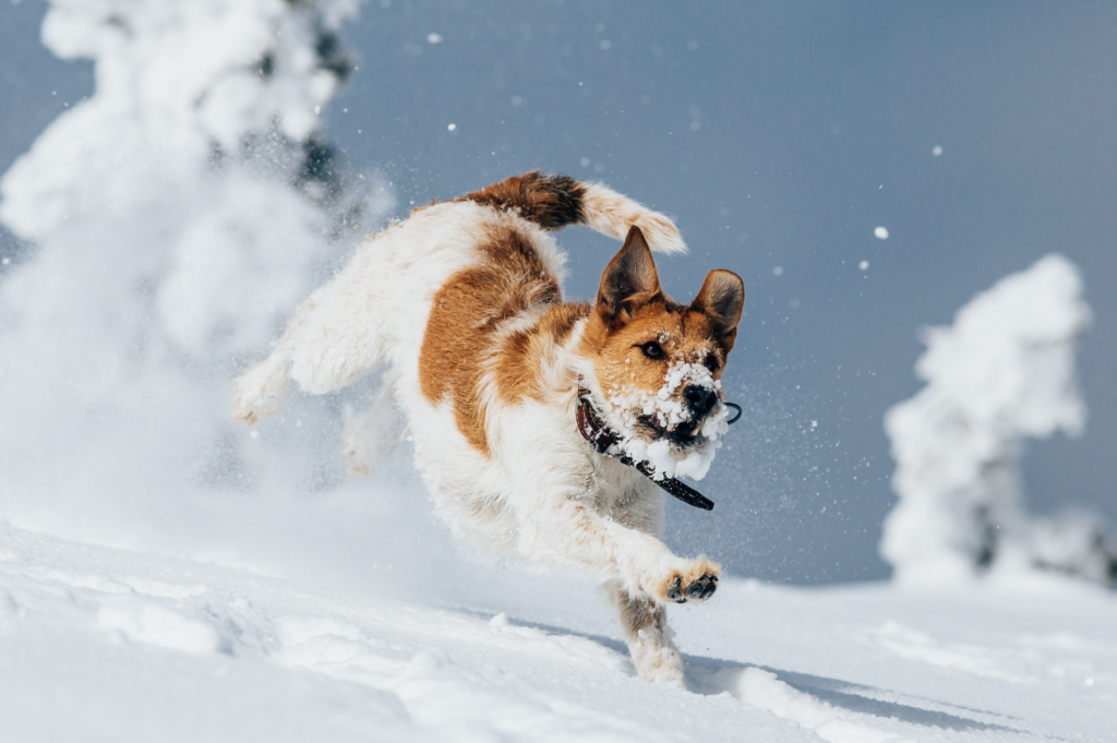 "What is Functional?" With Sarah Stremming - Functional Dog Collaborative
