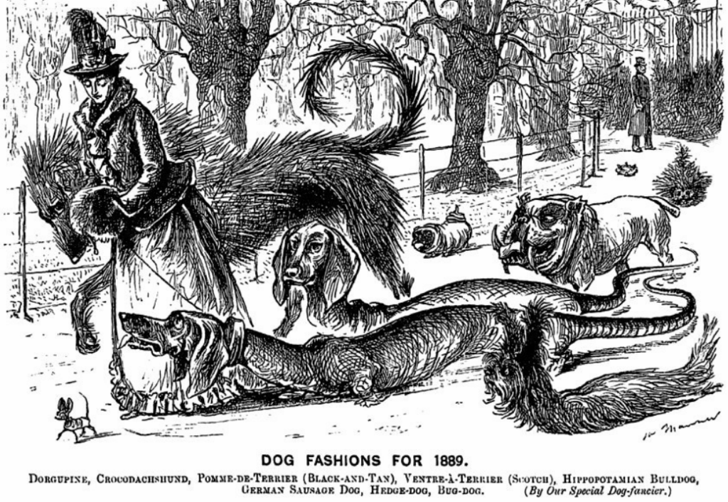 What Should Dogs Look Like? - Functional Dog Collaborative