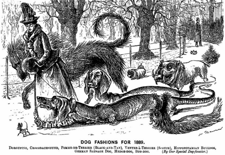 What Should Dogs Look Like? - Functional Dog Collaborative